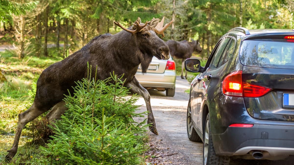 Moose Test Became Famous 26 Years Ago – AutomoBible